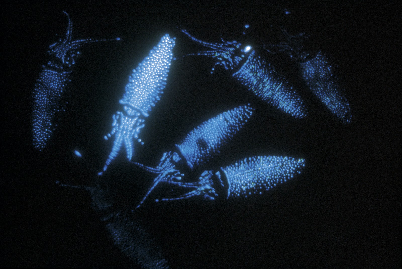 19 animales que brillan en la oscuridad | criaturas bioluminiscentes ...