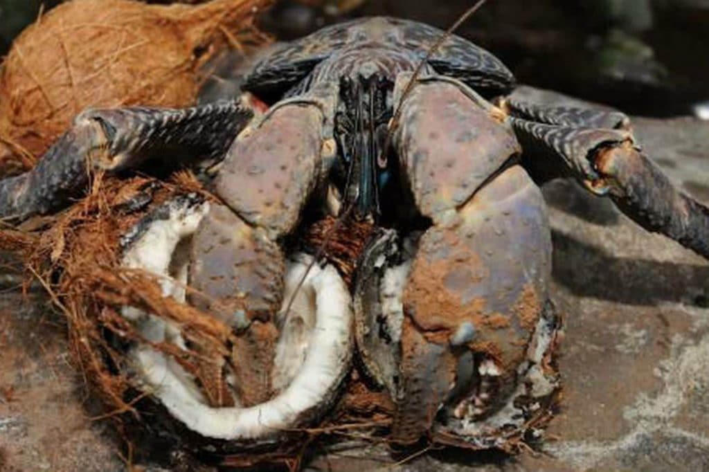 Los 20 animales más aterradores del mundo - ElBlogVerde.com