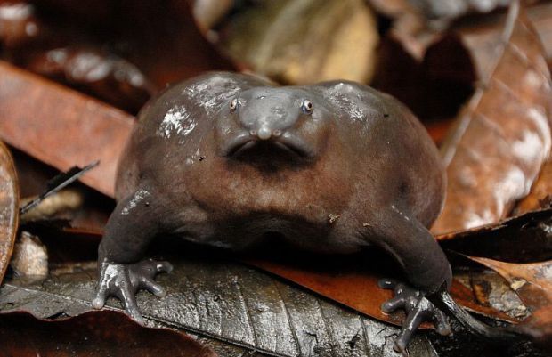 Los 20 animales más aterradores del mundo - ElBlogVerde.com