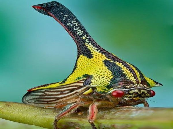 Los 20 animales más aterradores del mundo - ElBlogVerde.com
