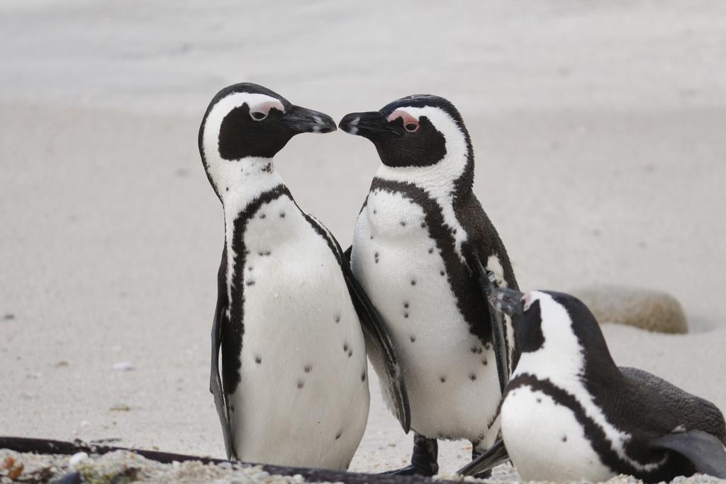 Adaptaciones de los animales a los diferentes medios que habitan ...