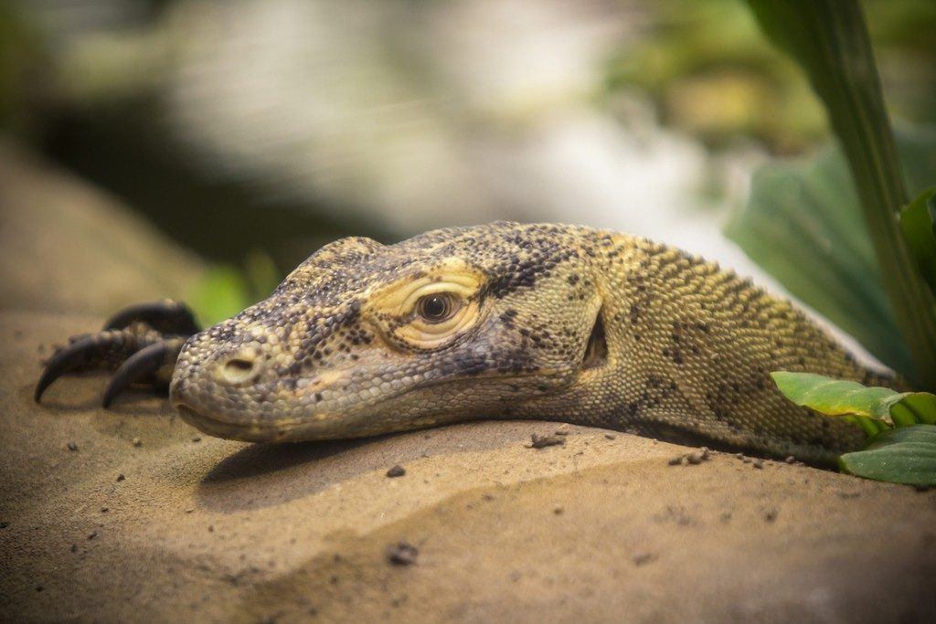 Adaptaciones de los animales a los diferentes medios que habitan ...