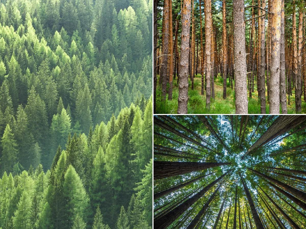 bosques Archivos - ElBlogVerde.com