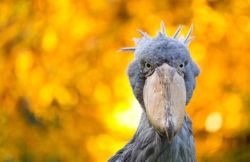 15 especies de pájaros con picos increíbles - ElBlogVerde.com