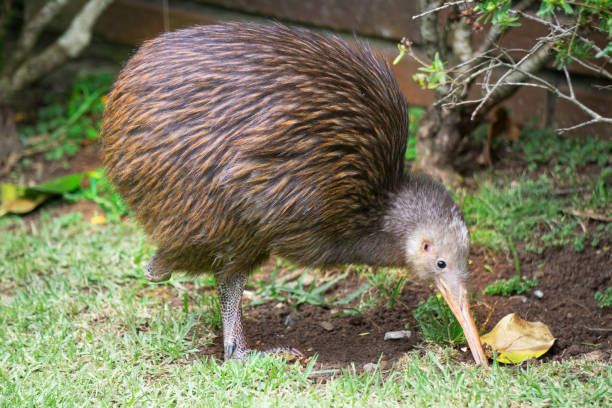 15 Especies De Pájaros Con Picos Increíbles Elblogverde